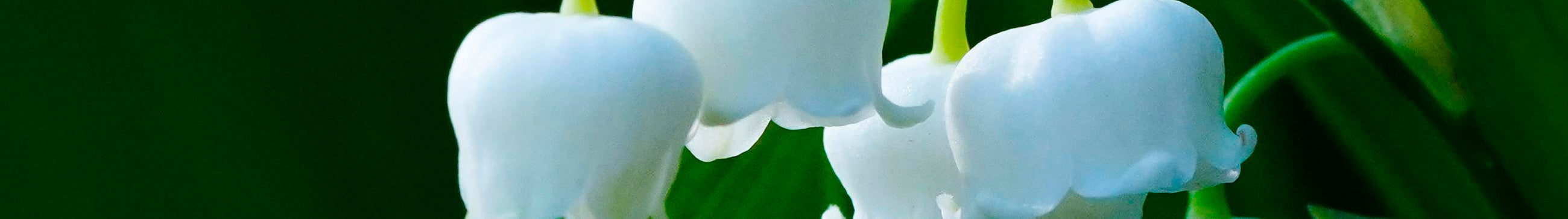 Vatsa & suolisto - Outletapteekki